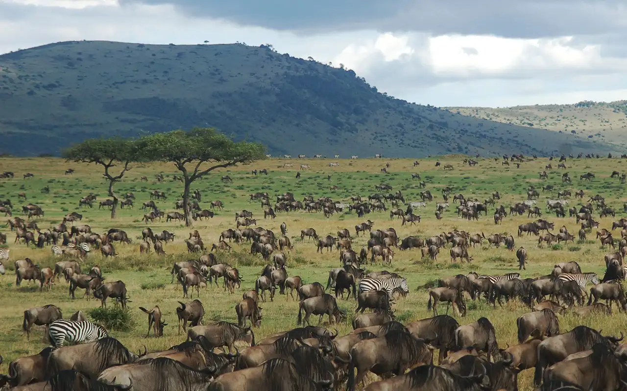 The Great Wildebeest Migration - Enjolet Africa Safari